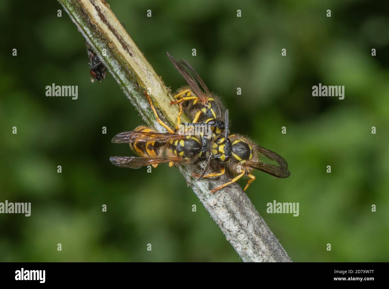 Group of German Wasps, Vespula germanica, interacting at wound leaking ...