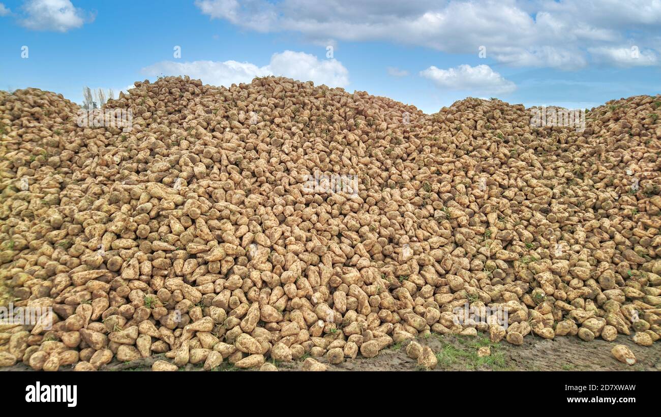 pile of sugar beets in a field Stock Photo - Alamy