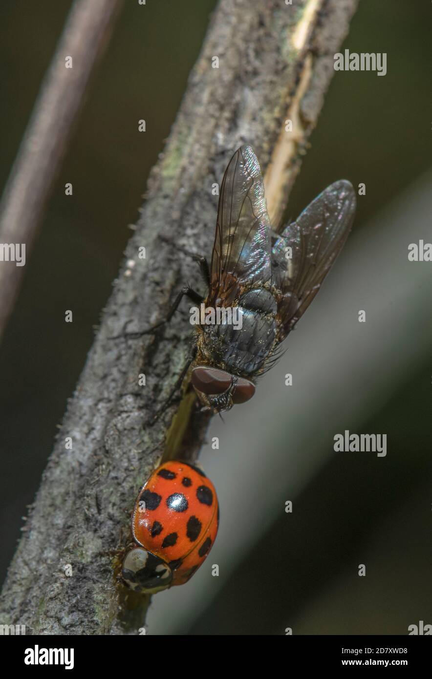 Common cluster fly, Pollenia rudis, approaching dead (parasitised ...