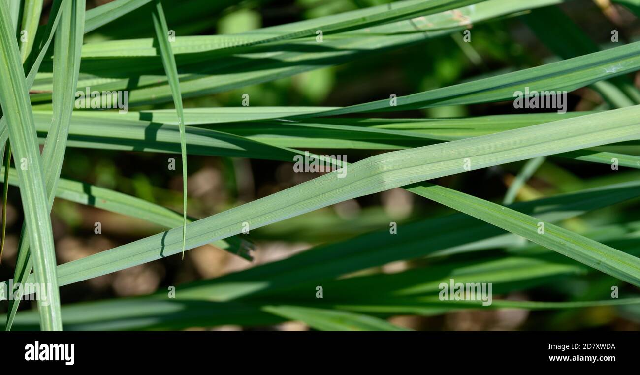 green leaf bands with visible fibers Stock Photo - Alamy