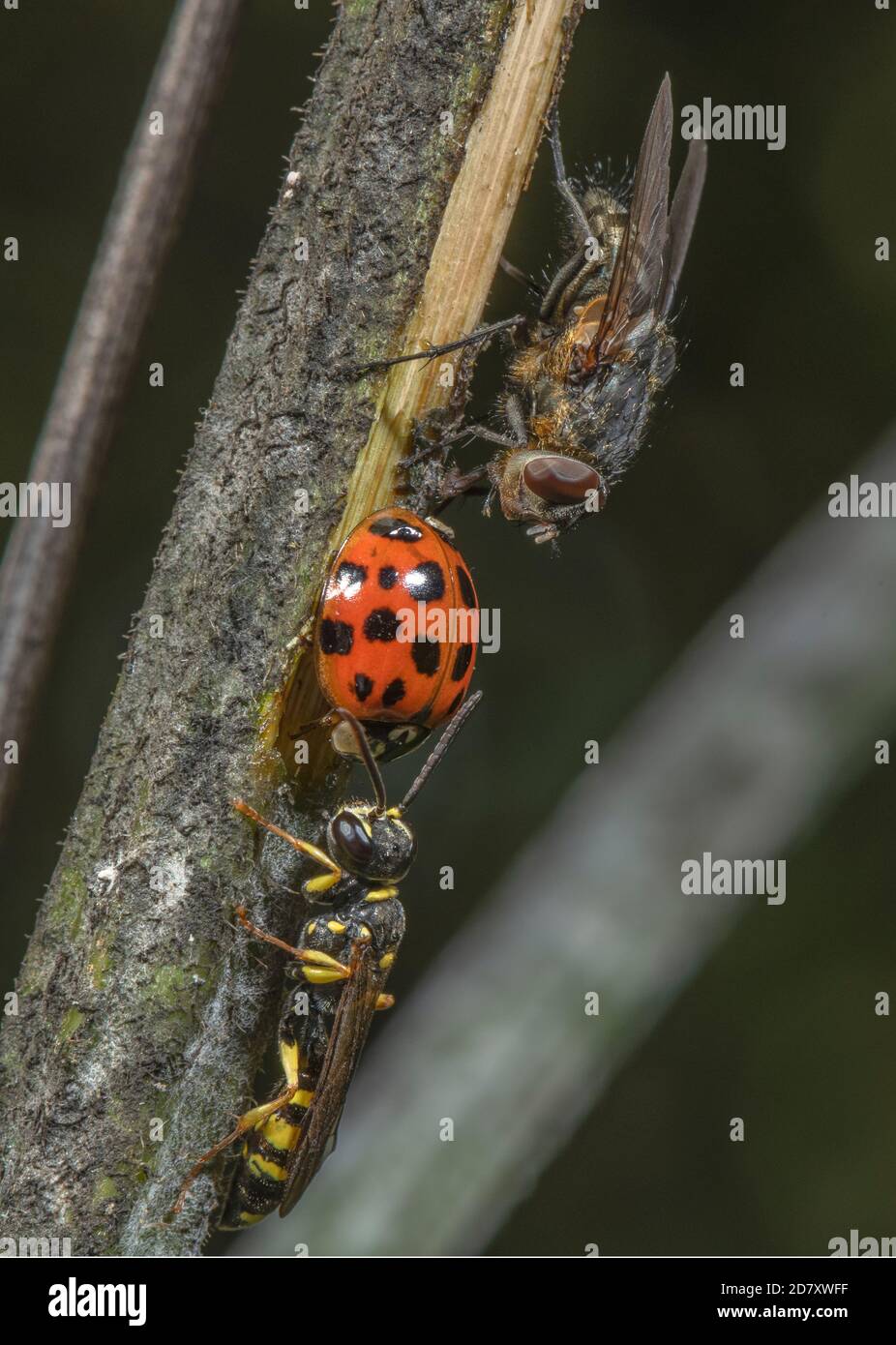 Ladybird fly hi-res stock photography and images - Alamy