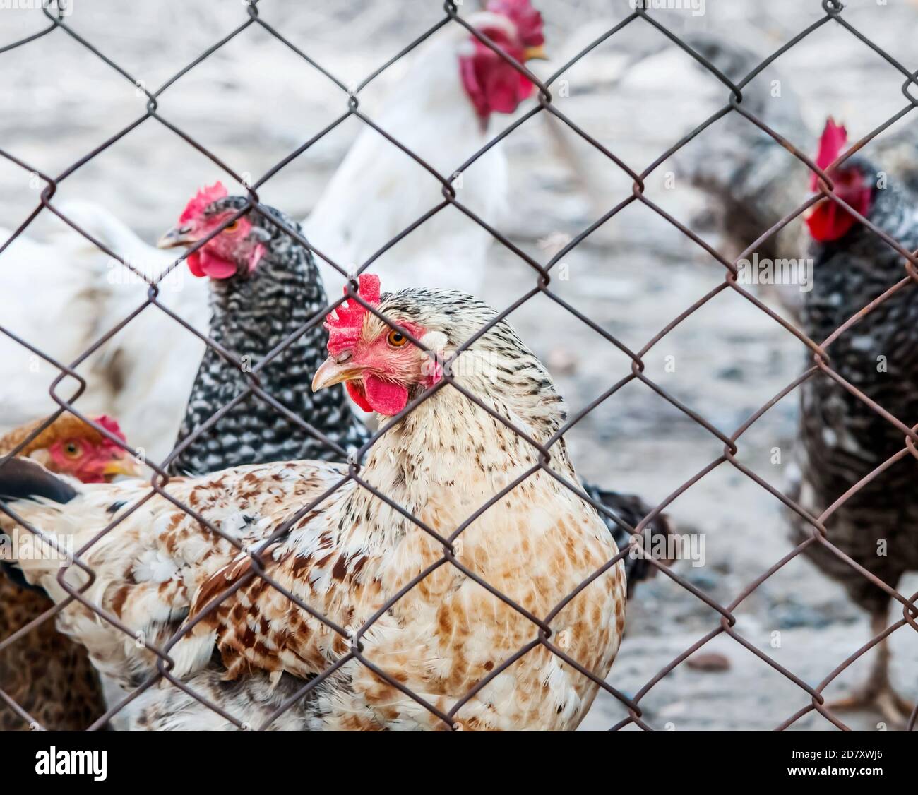Chickens on poultry farm Stock Photo - Alamy