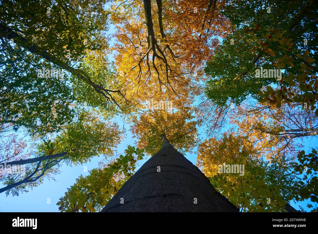 Treetops colorful leaves in forest hi-res stock photography and images ...