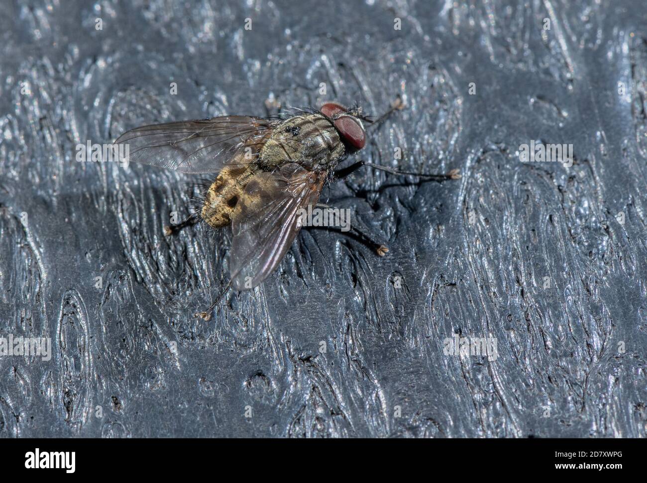 Stable fly stomoxys calcitrans hi-res stock photography and images - Alamy
