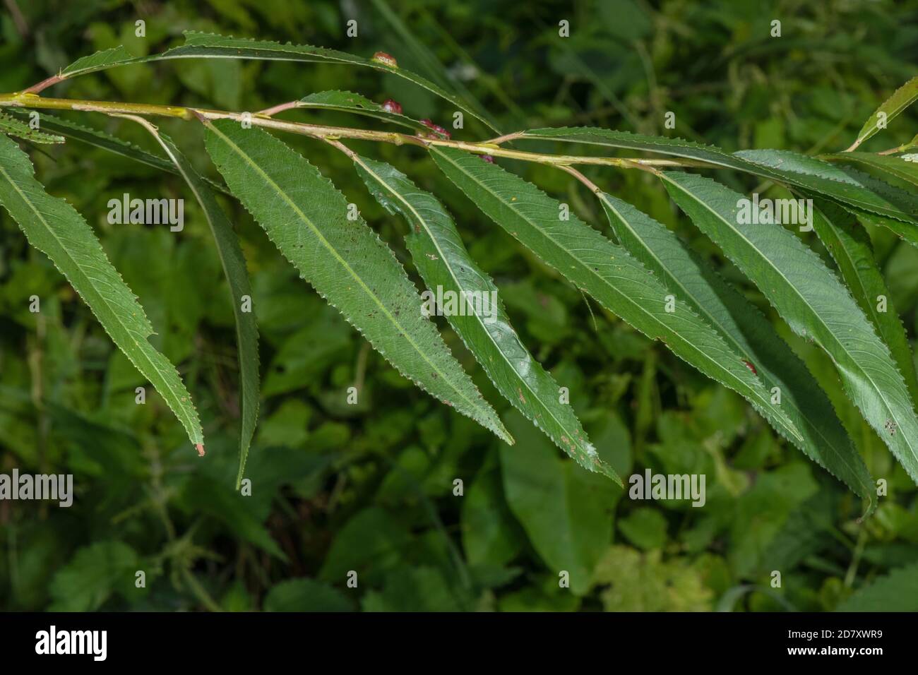 Leaves of Common osier, Salix viminalis; plant used for basket-making ...