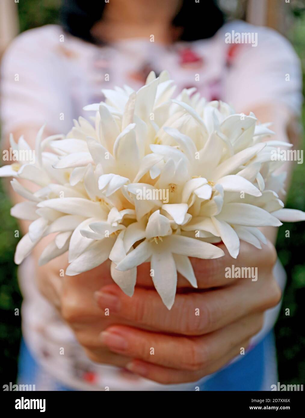 Indian people giving flowers hi-res stock photography and images - Alamy