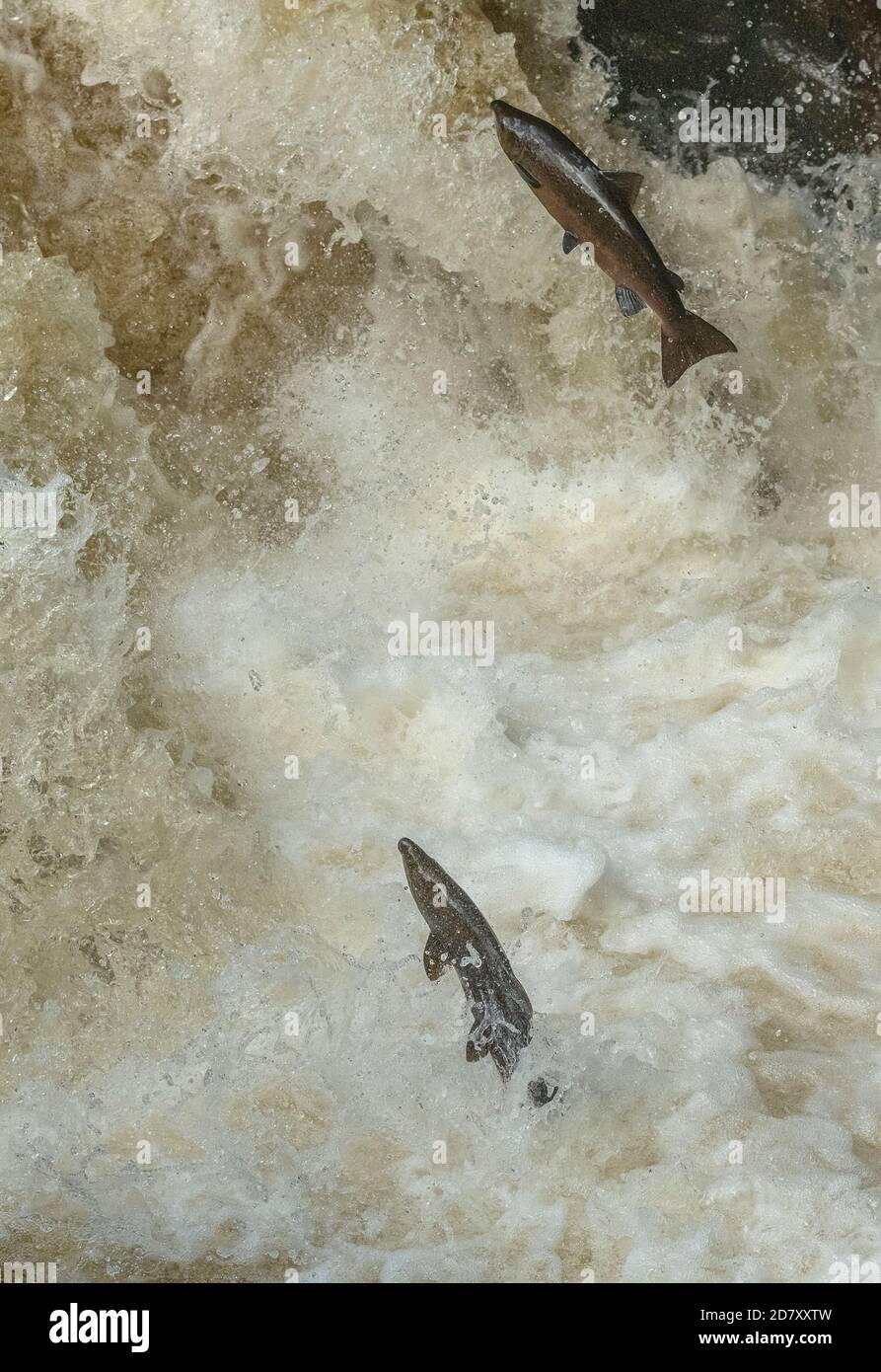 Atlantic salmon, Salmo salar, migrating up the River Almond, Perth ...