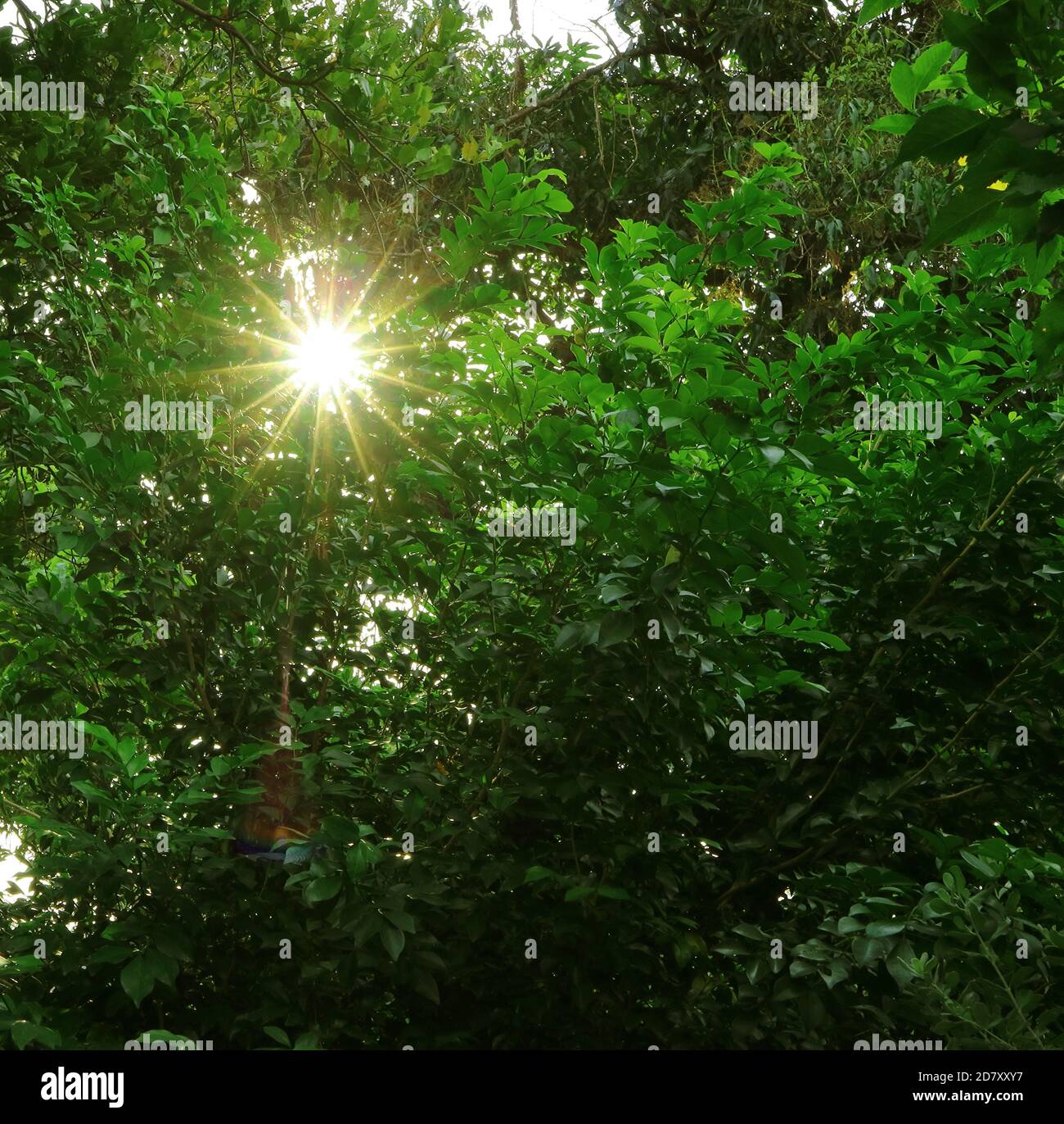 Dazzling sunlight shining through vibrant green foliage Stock Photo - Alamy