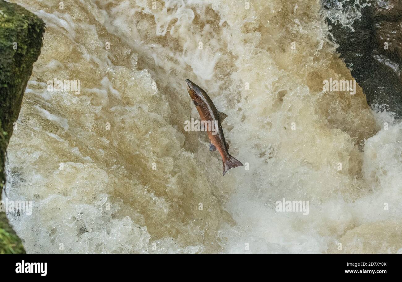 Atlantic salmon, Salmo salar, migrating up the River Almond, Perth ...