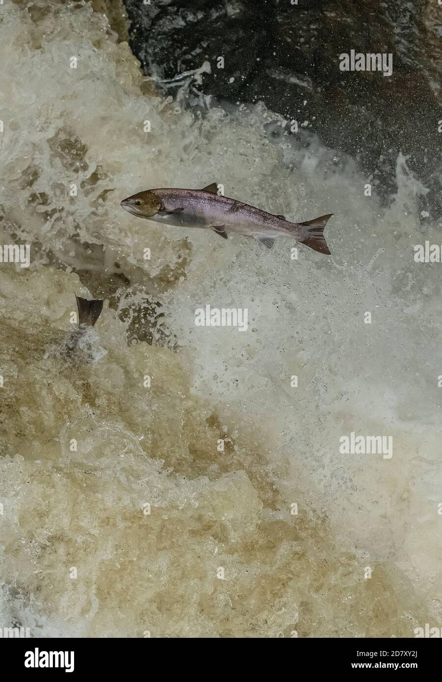 Atlantic salmon, Salmo salar, migrating up the River Almond, Perth ...