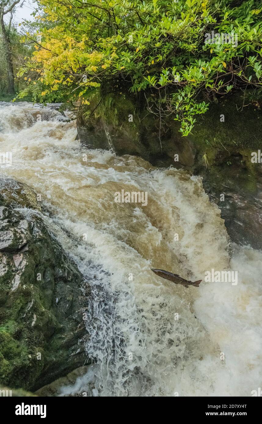 Atlantic salmon, Salmo salar, migrating up the River Almond at Buchanty ...