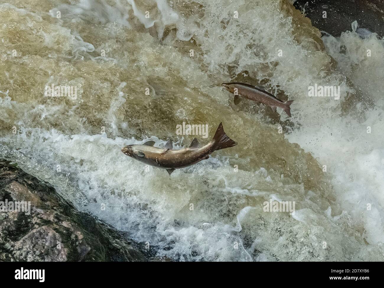 Fish migration river almond hi-res stock photography and images - Alamy