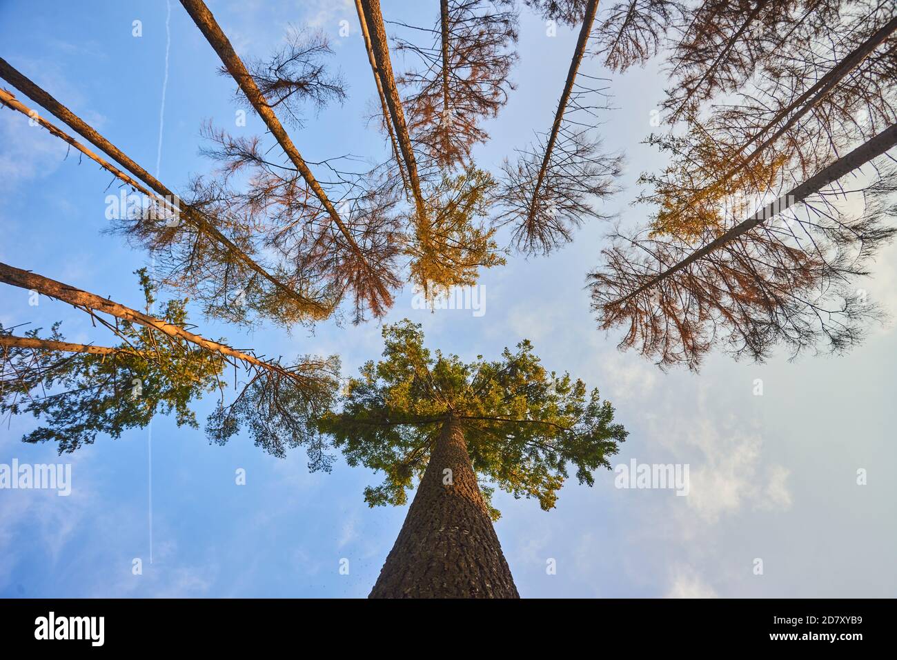 View in autumnal treetops hi-res stock photography and images - Alamy