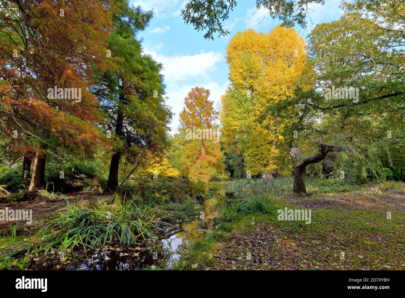 A colourful autumn day in BushyPark west London England UK Stock Photo ...