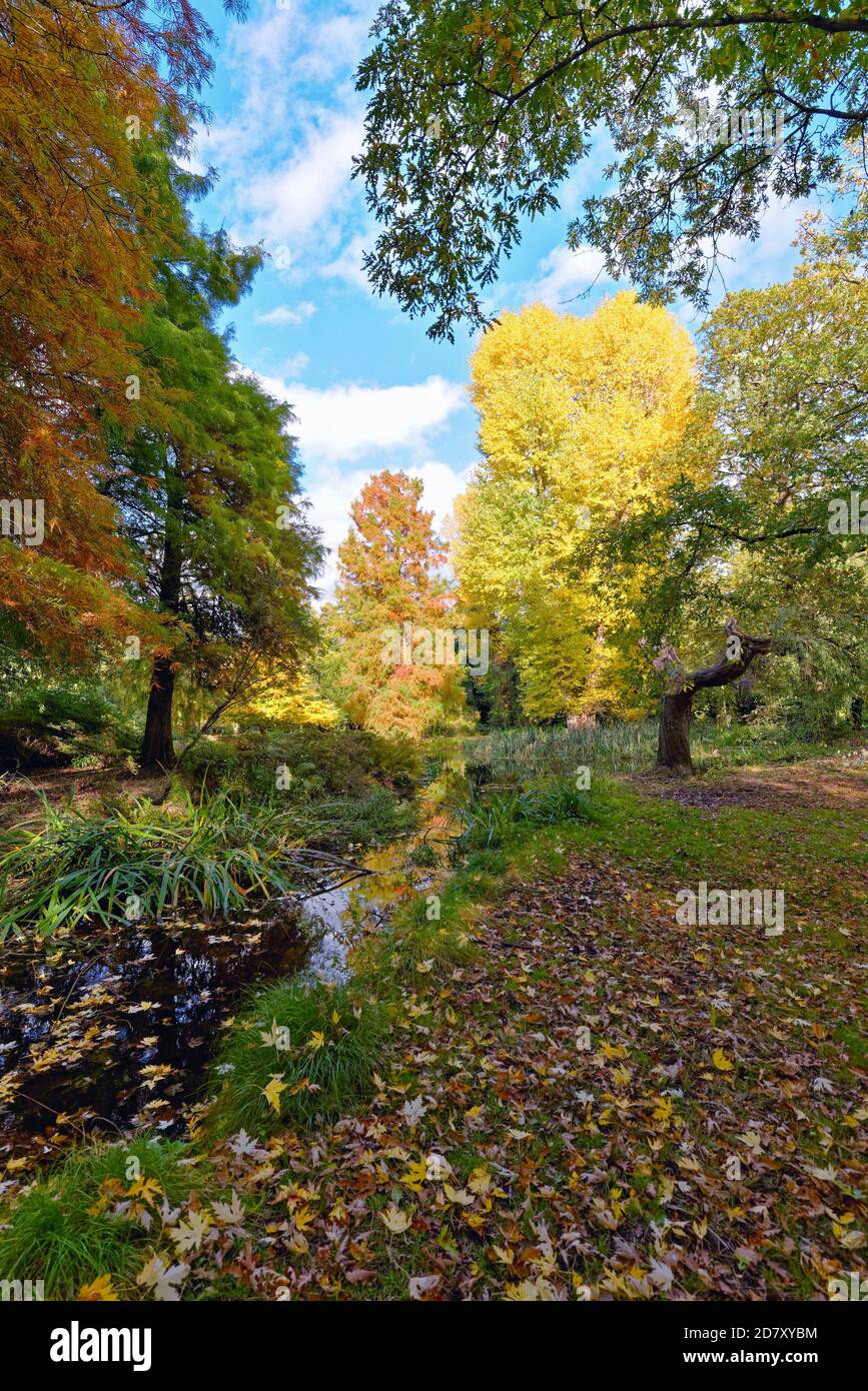 A colourful autumn day in BushyPark west London England UK Stock Photo ...
