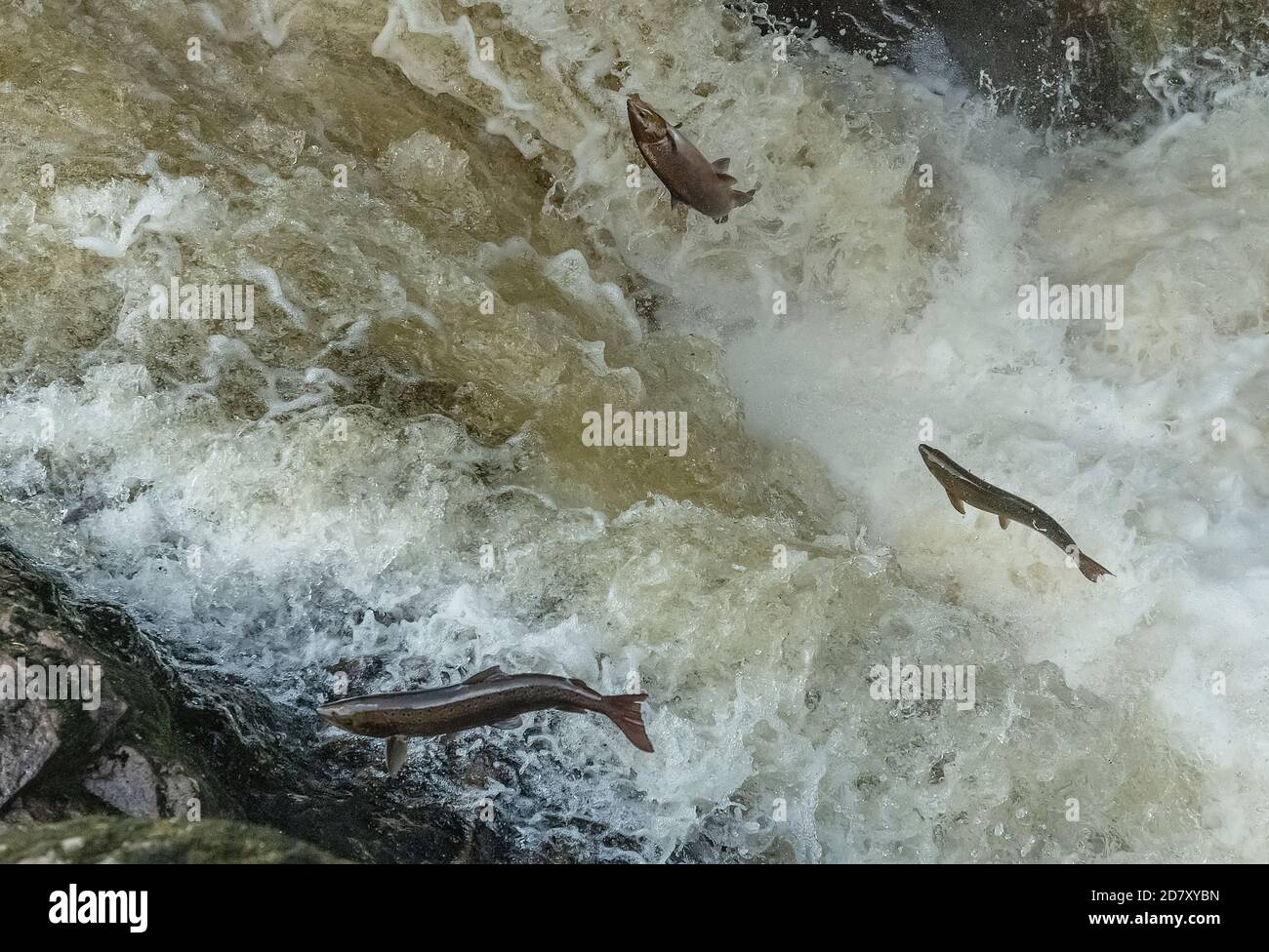 Three Atlantic salmon, Salmo salar, migrating up the River Almond at ...
