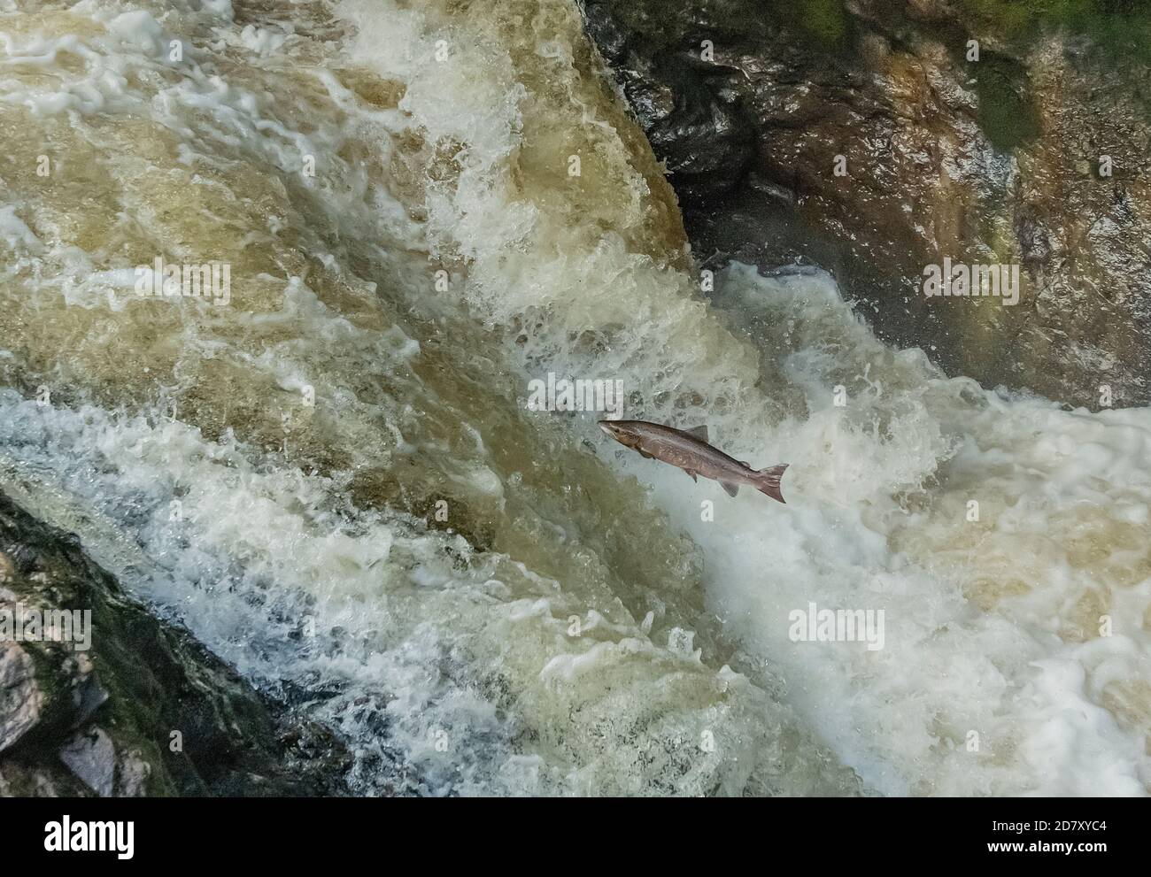Atlantic salmon, Salmo salar, migrating up the River Almond at Buchanty ...
