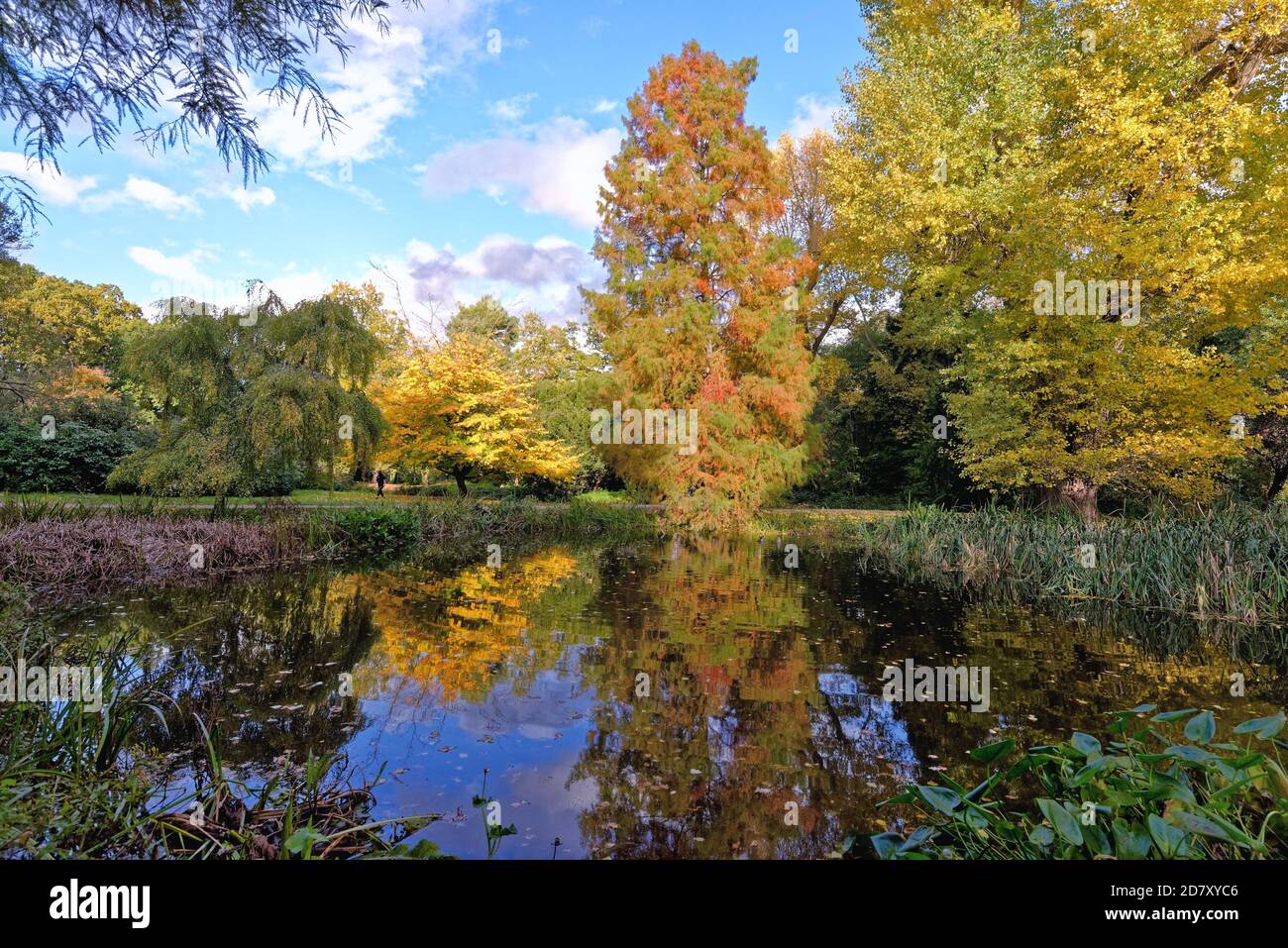 A colourful autumn day in BushyPark west London England UK Stock Photo ...