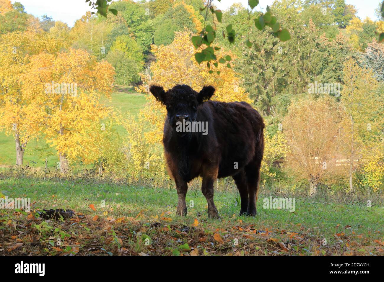Galloway beef cattles hi-res stock photography and images - Alamy