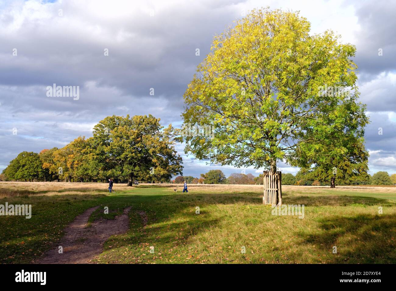 An Ash tree, fraxinus excelsior in autumn colours against a sunny ...