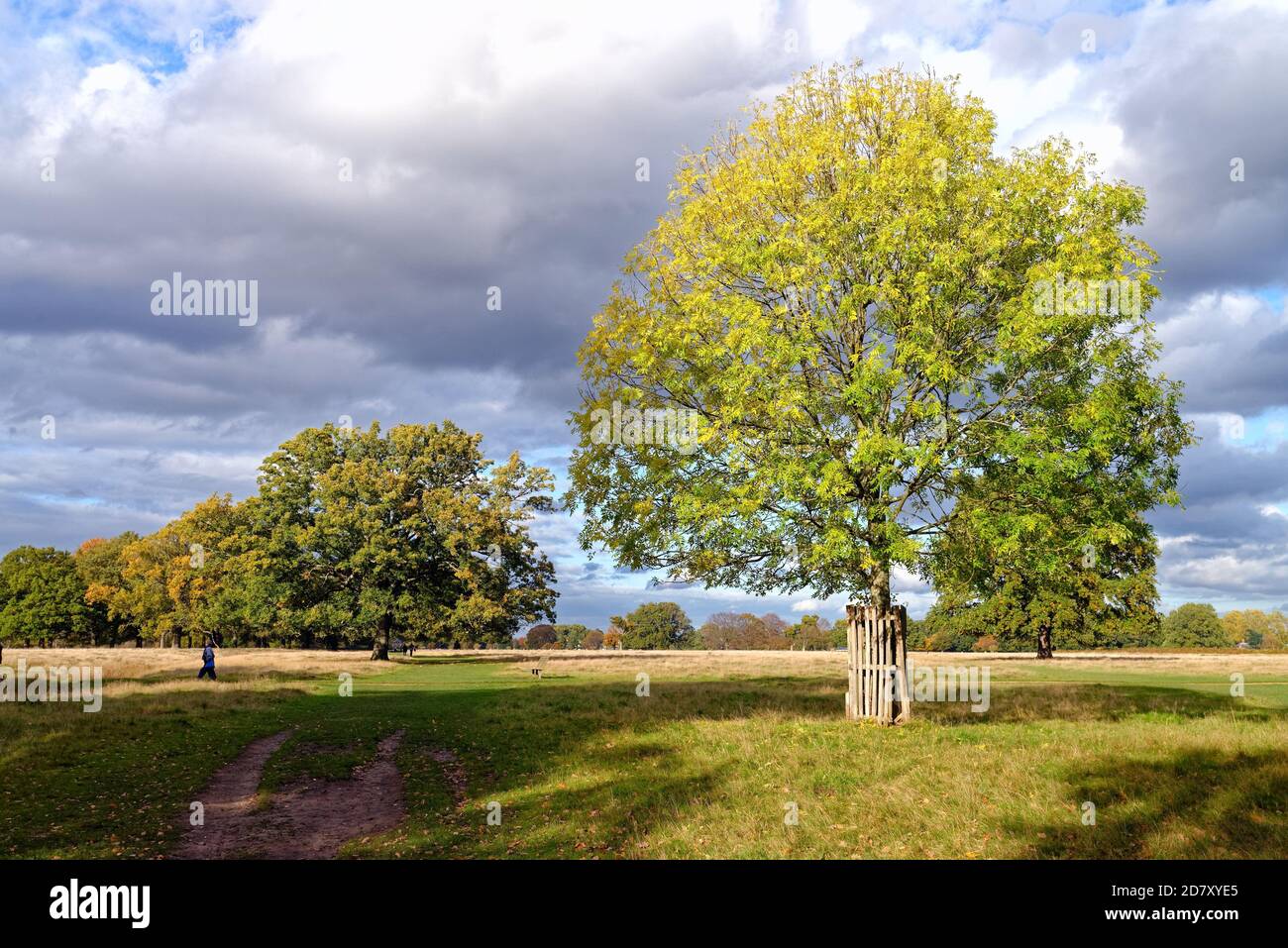 An Ash tree, fraxinus excelsior in autumn colours against a sunny ...