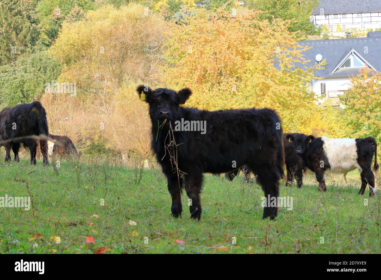 Galloway beef cattles hi-res stock photography and images - Alamy