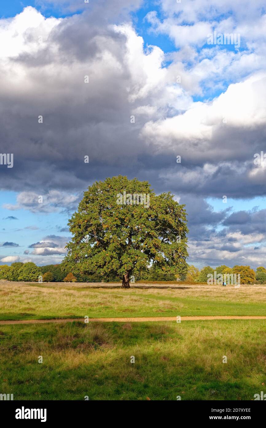 Royal oak english oak tree hi-res stock photography and images - Alamy