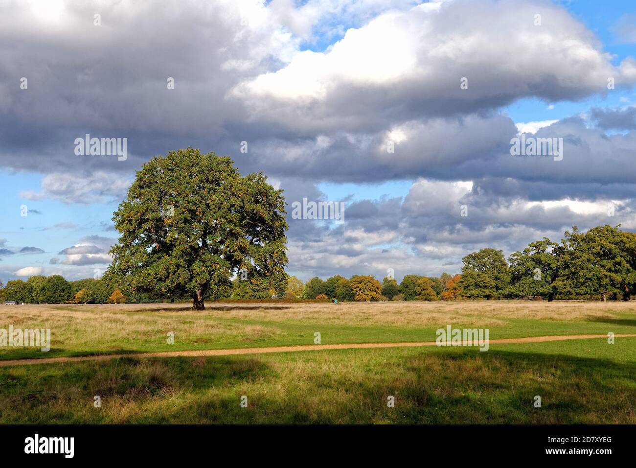 A single english oak tree, quercus robur against a background of a ...