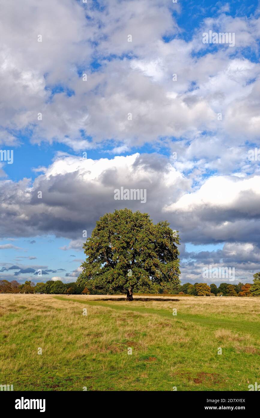 A single english oak tree, quercus robur against a background of a ...