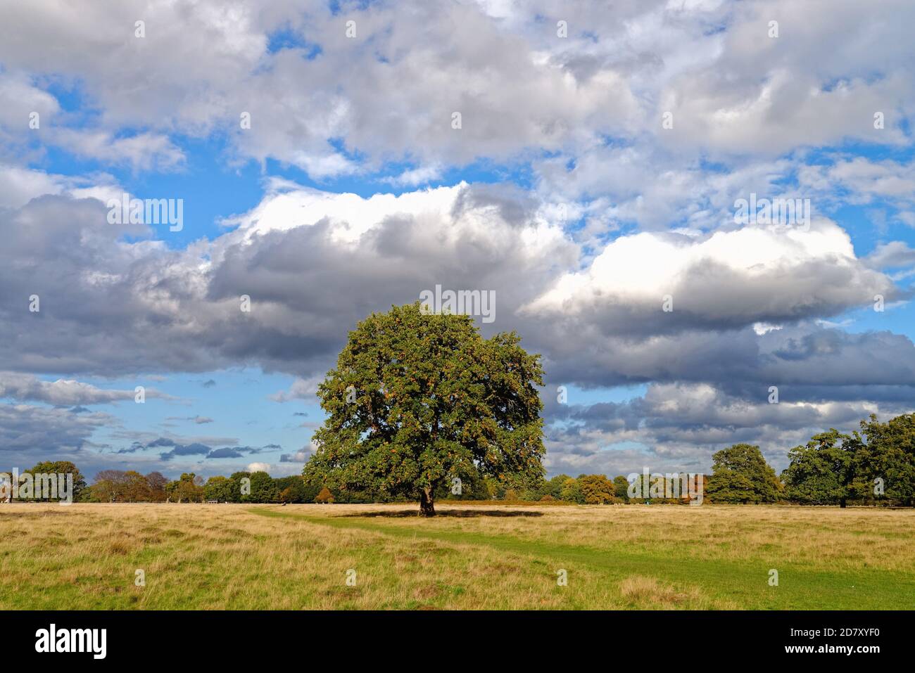 A single english oak tree, quercus robur against a background of a ...