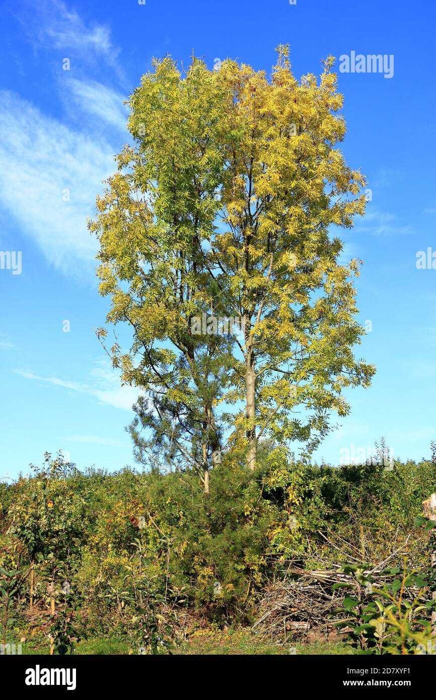 beautiful autumn trees in Landscape in fall Stock Photo - Alamy