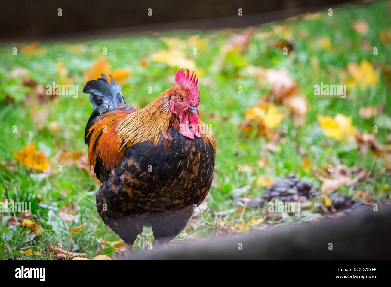 Colorful chicken rooster Stock Photo - Alamy