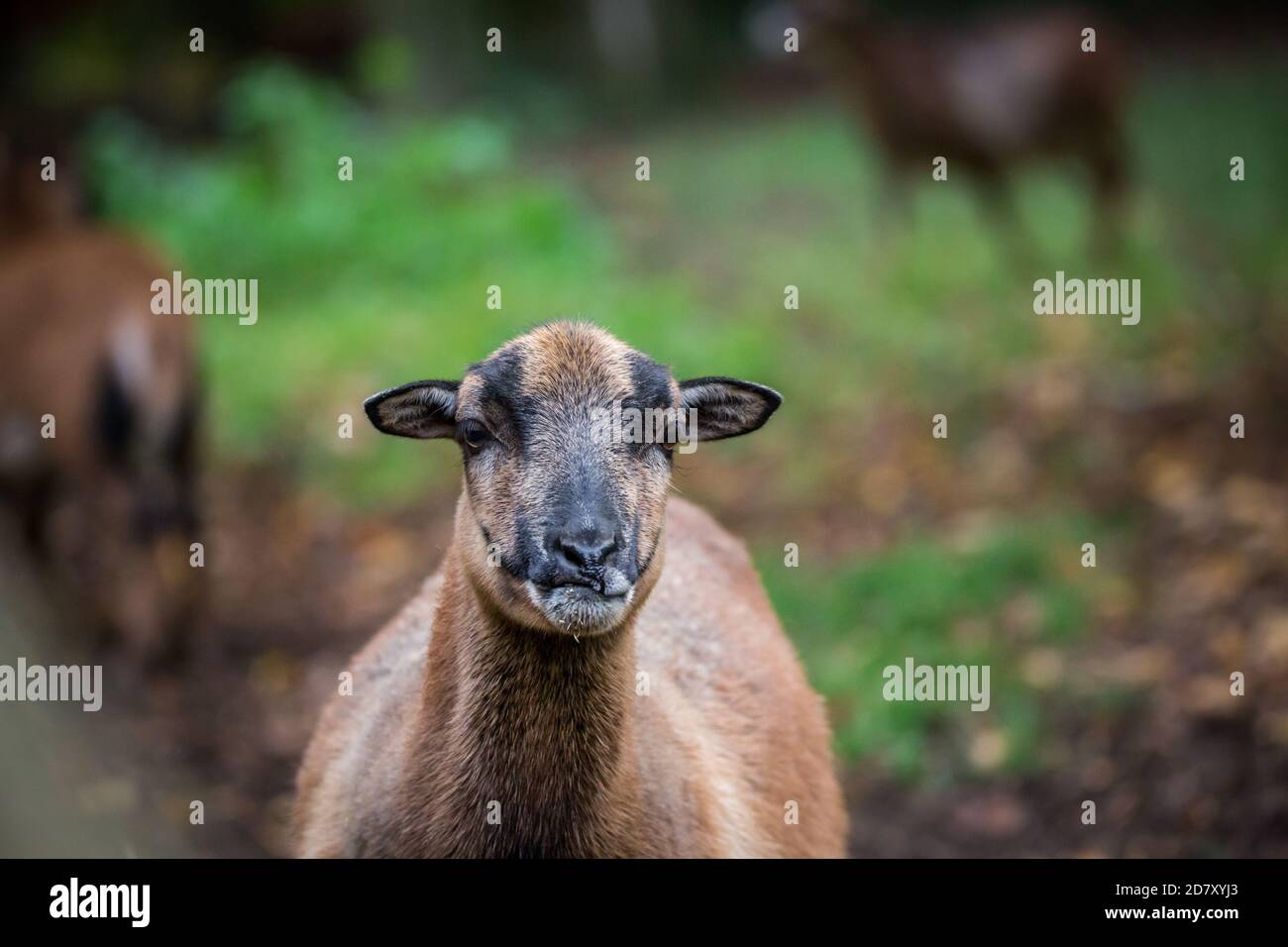Female sheep hi-res stock photography and images - Alamy
