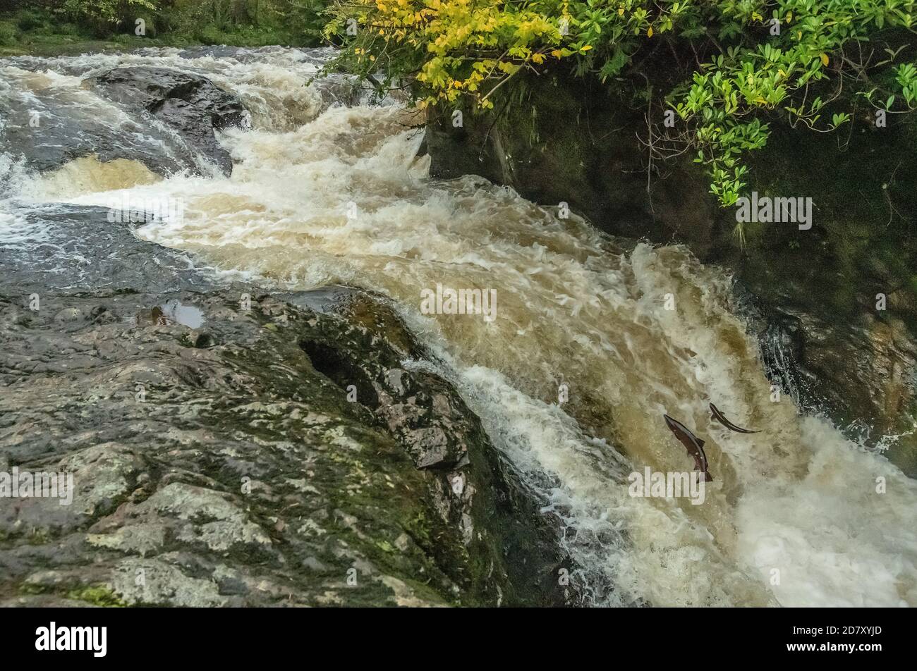Atlantic salmon, Salmo salar, migrating up the River Almond at Buchanty ...