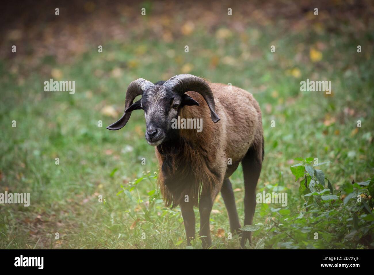 Male sheep hi-res stock photography and images - Alamy