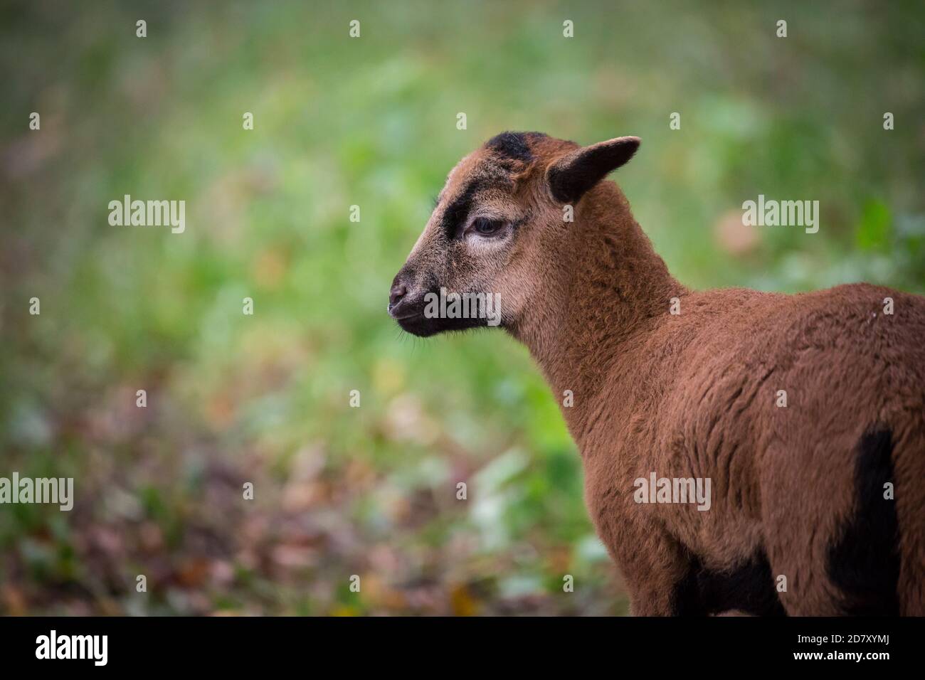 Purebred sheep hi-res stock photography and images - Alamy