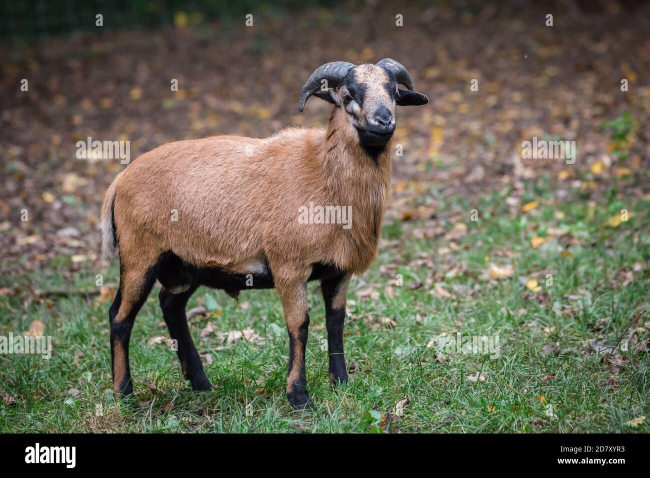 Cameroon sheep, male Stock Photo - Alamy