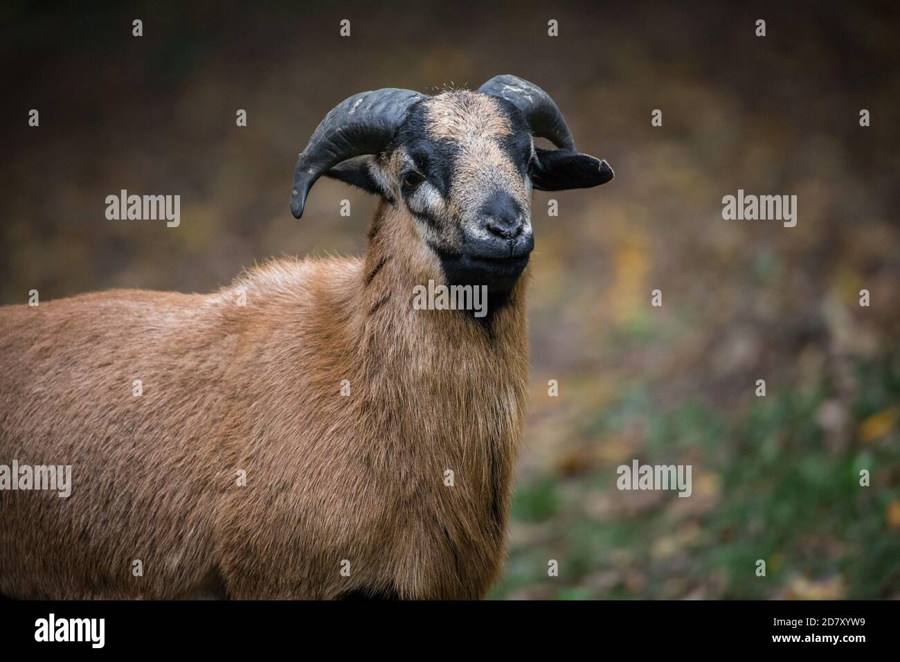 Cameroon sheep, male Stock Photo - Alamy