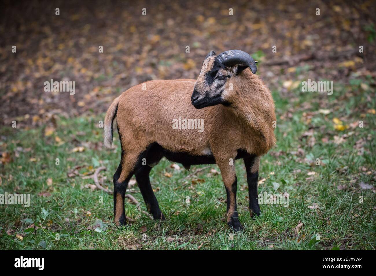 Male sheep hi-res stock photography and images - Alamy