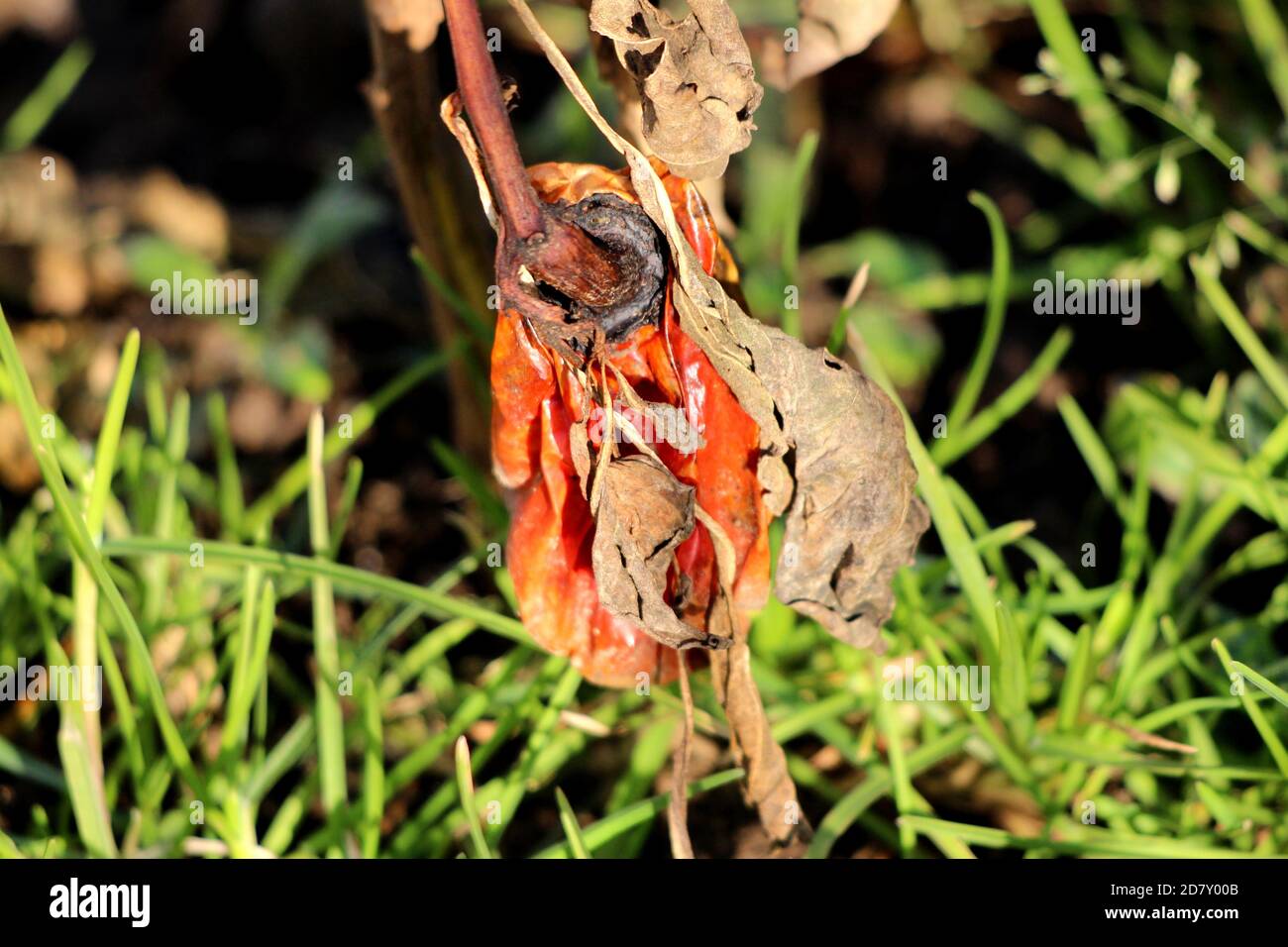 Shriveled leaves hi-res stock photography and images - Alamy