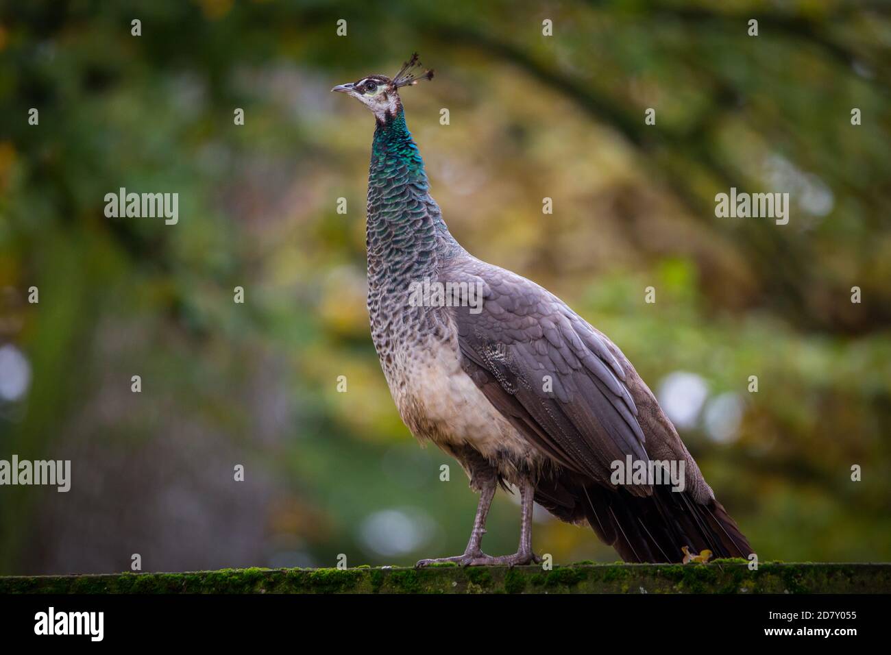 Peacock hen (Pavo cristatus Stock Photo - Alamy