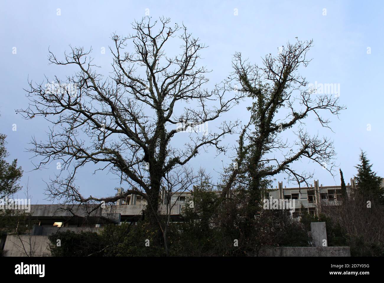 Creepy looking tall old trees without leaves covered with crawling ...