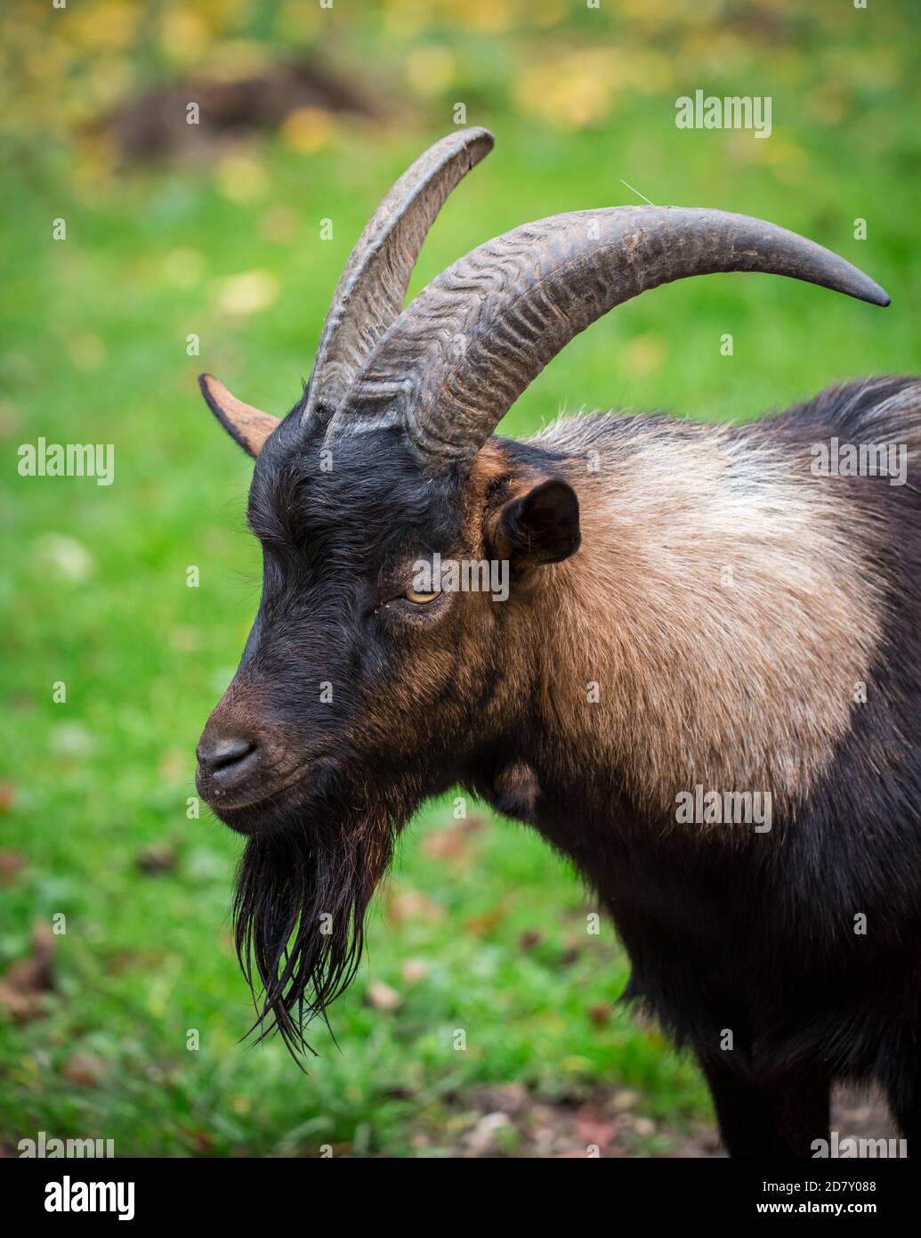 "Pinzgauer Ziege", an endangered goat breed from Austria, ramgoat Stock ...