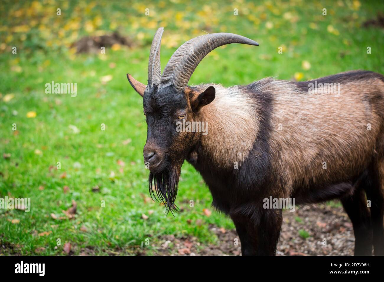 "Pinzgauer Ziege", an endangered goat breed from Austria, ramgoat Stock ...