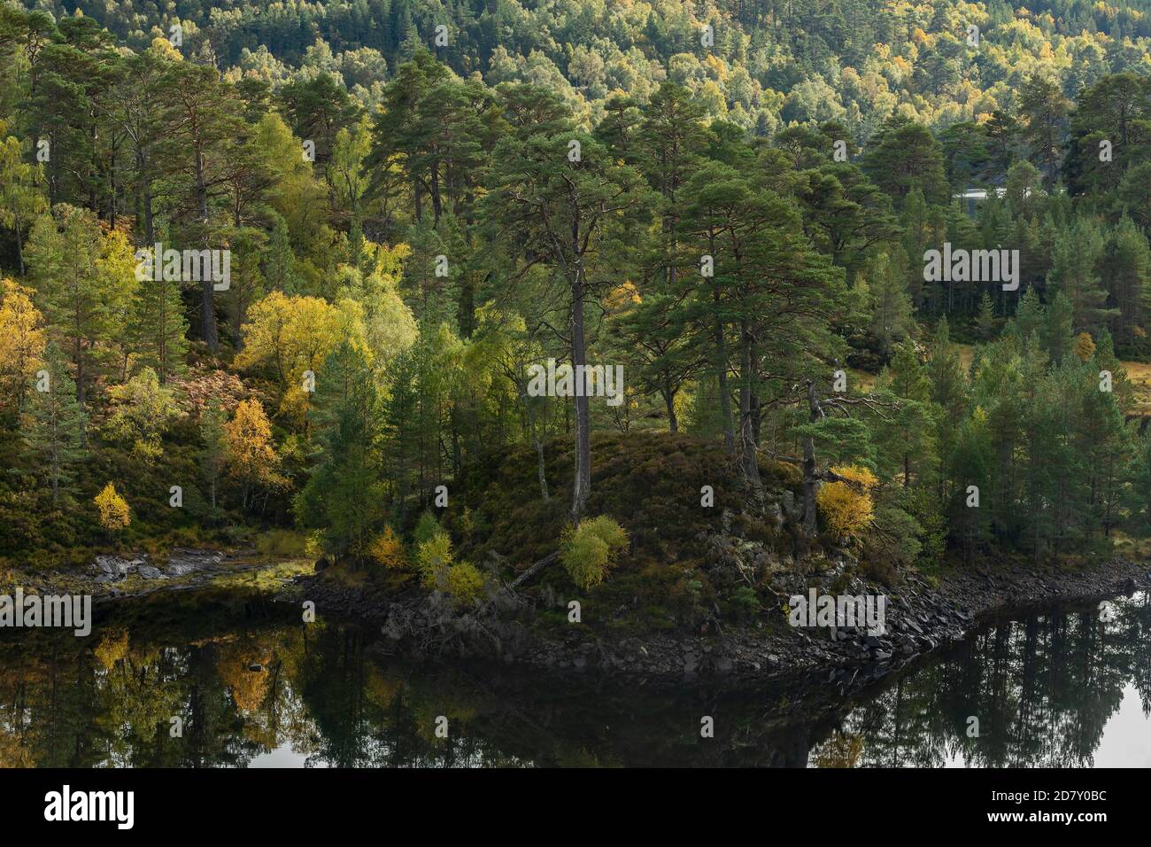 Native forest scotland hi-res stock photography and images - Alamy