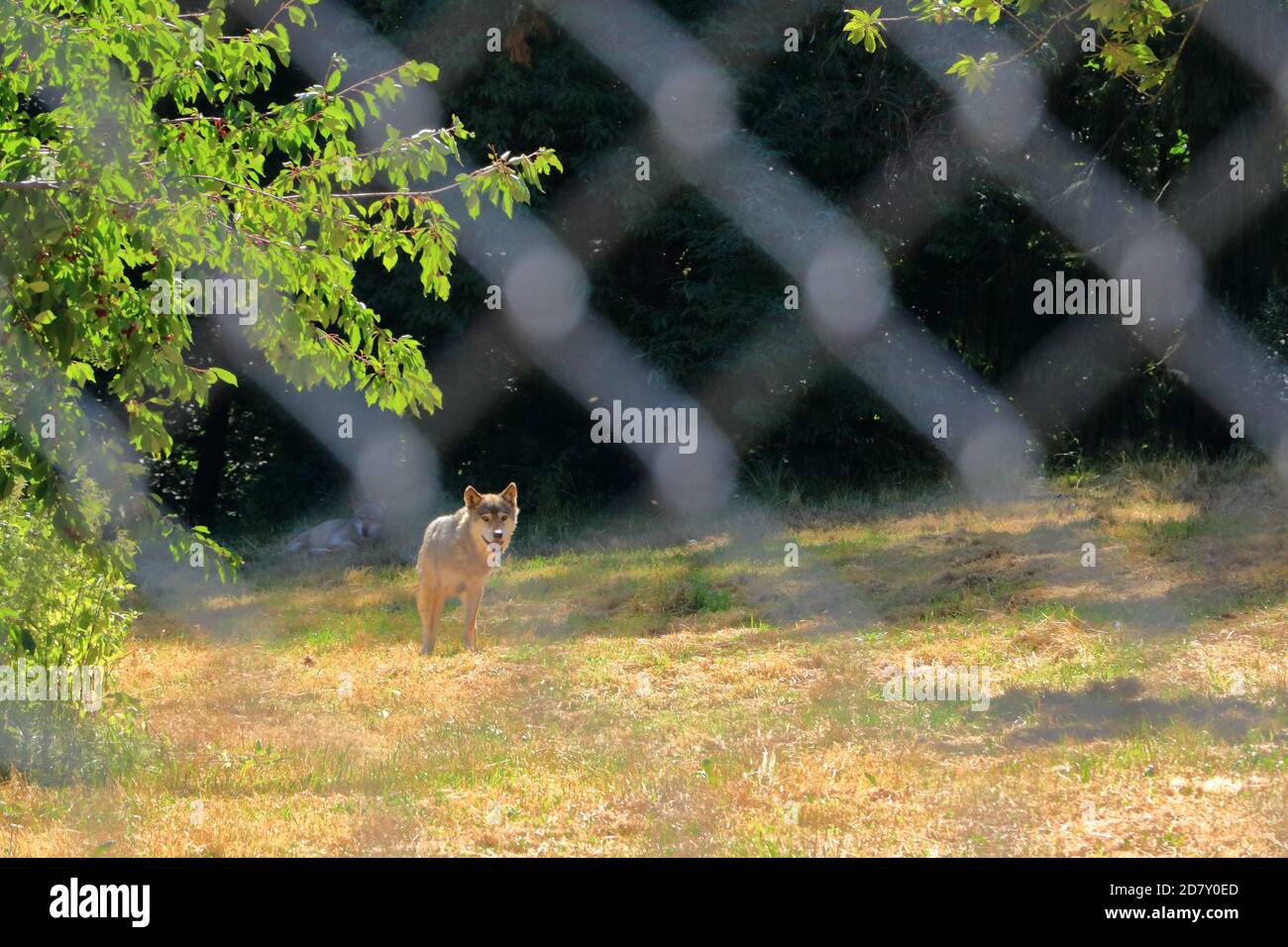 Wolf dog locked behind a fence in the wildlife Park in Silz/Palatinate ...