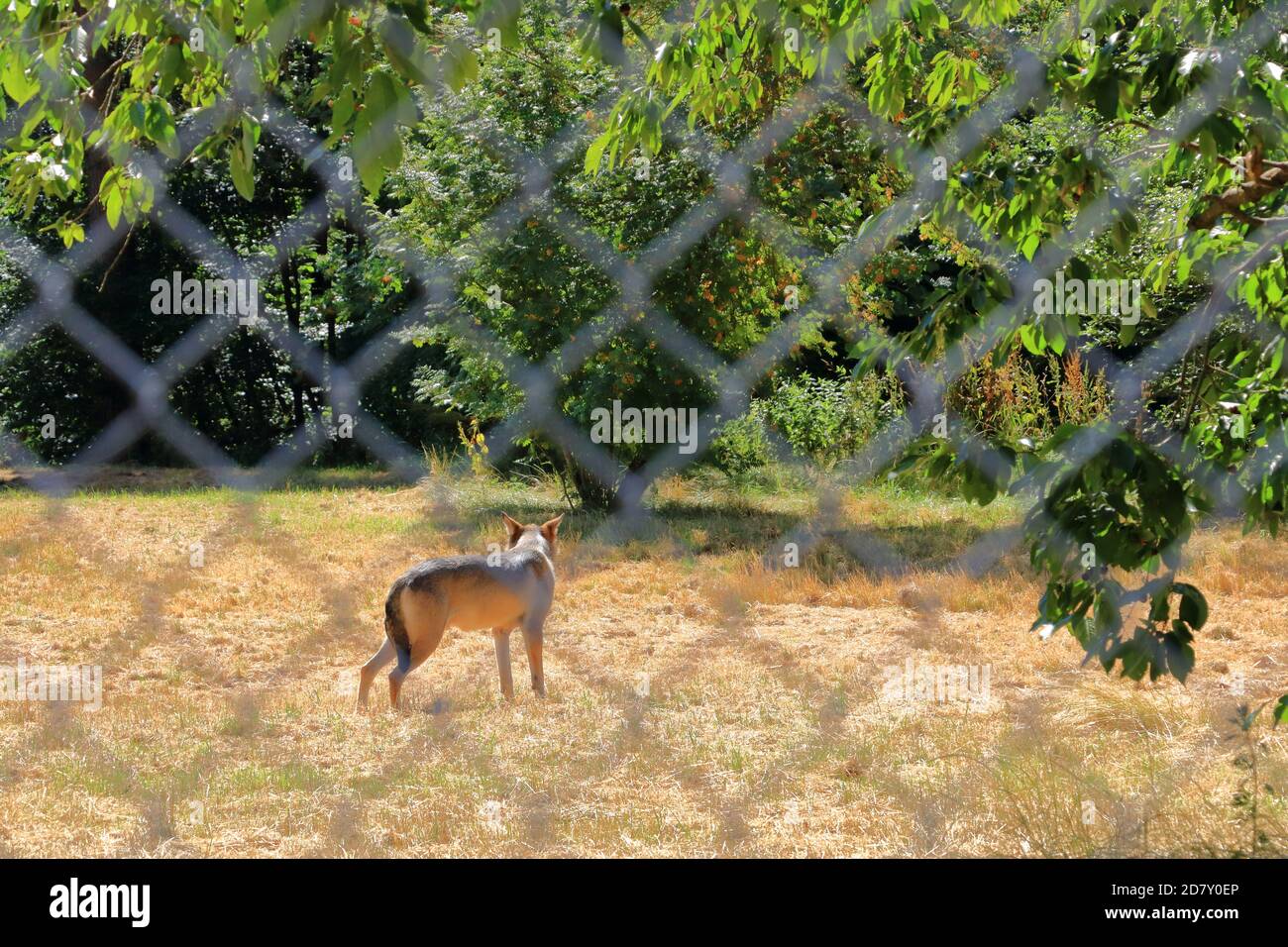 Wolf dog locked behind a fence in the wildlife Park in Silz/Palatinate ...
