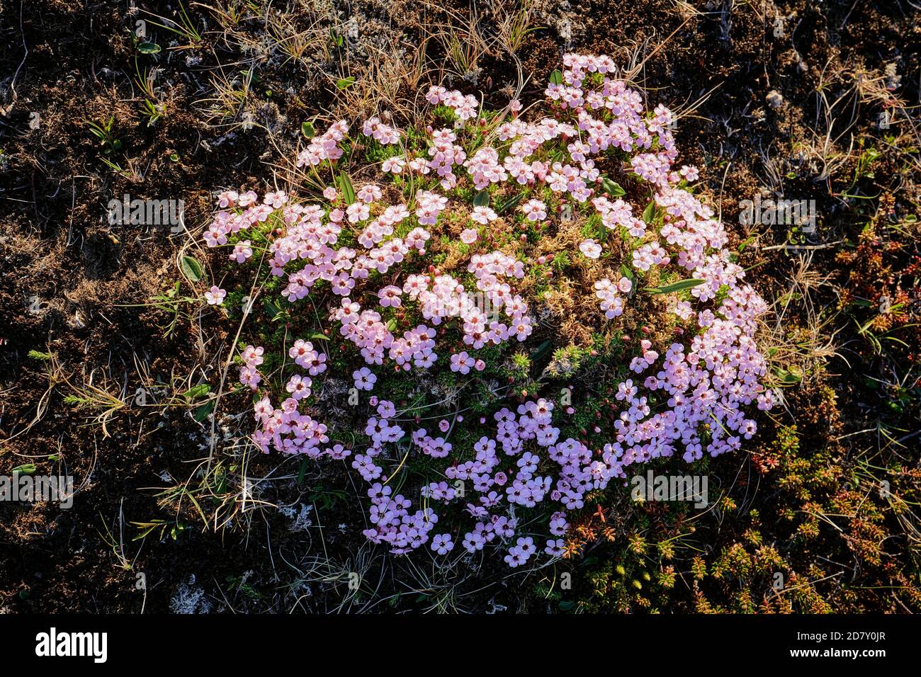 Iceland pink flower hi-res stock photography and images - Alamy