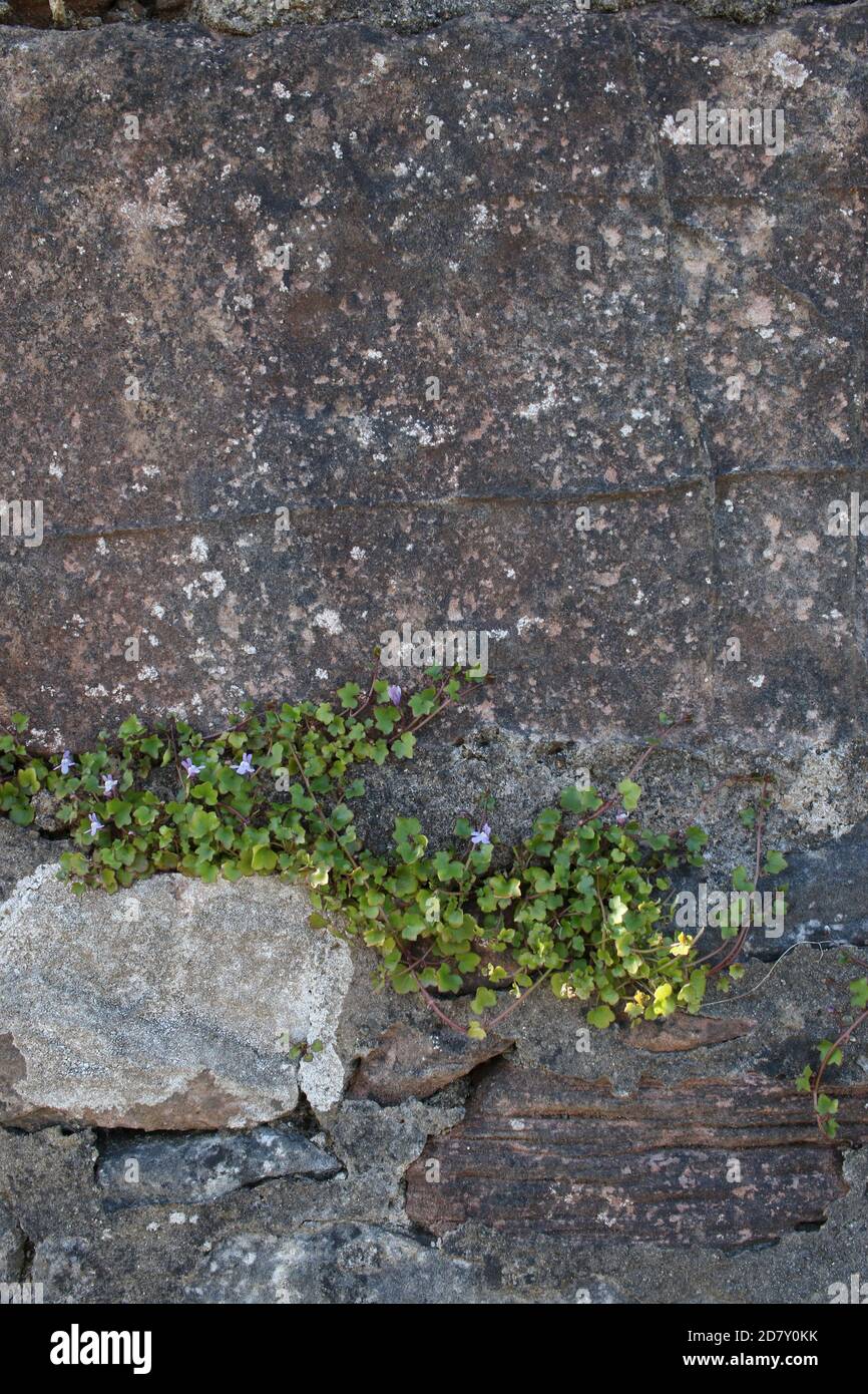 Structure of a concrete wall Stock Photo - Alamy