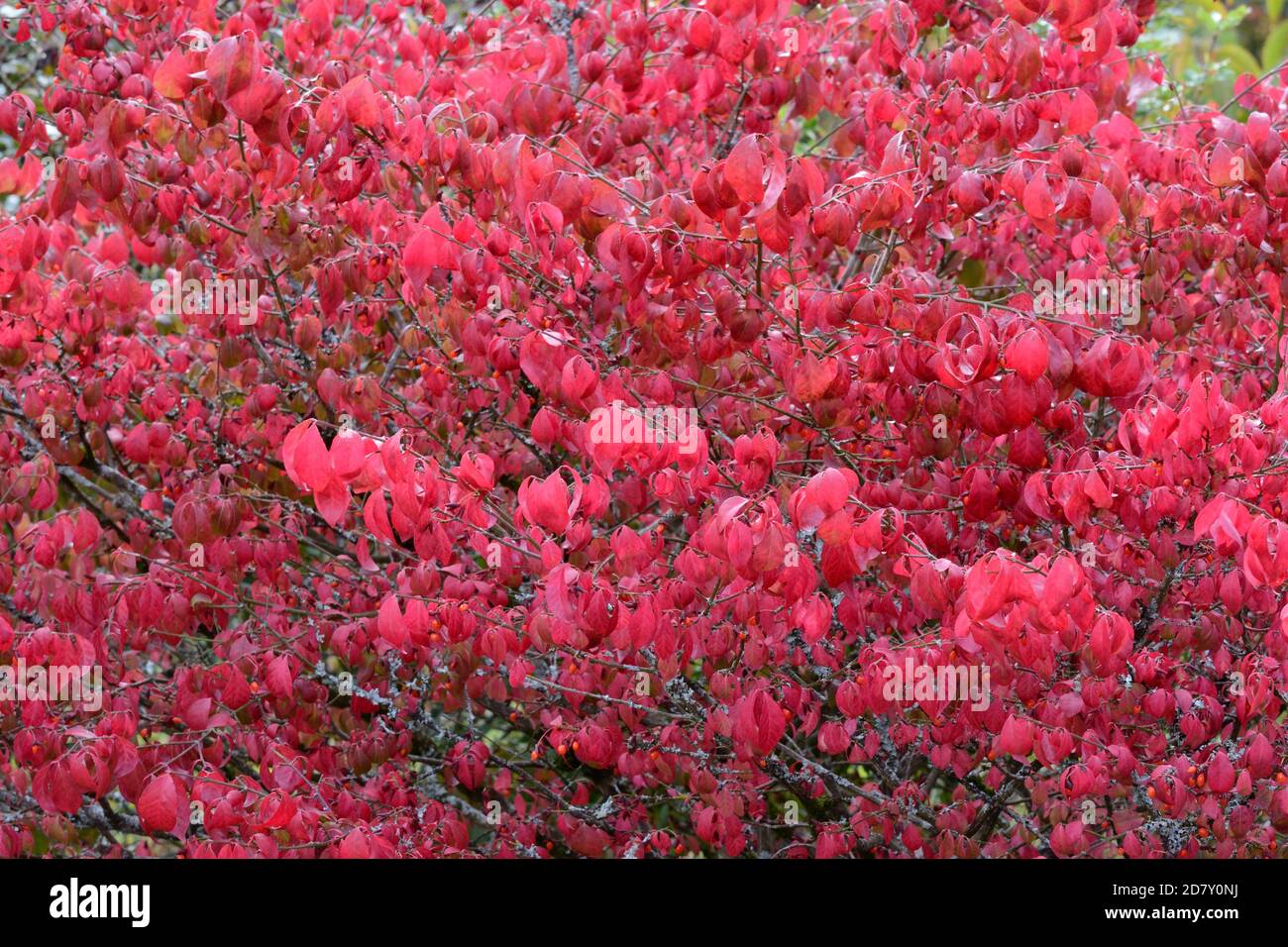 red leaves of Euonymus alatus compactus Burning Bush compact winged ...